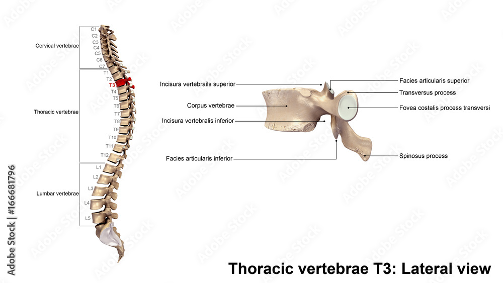 Thoracic vertebrae T3_Lateral view Stock Photo | Adobe Stock