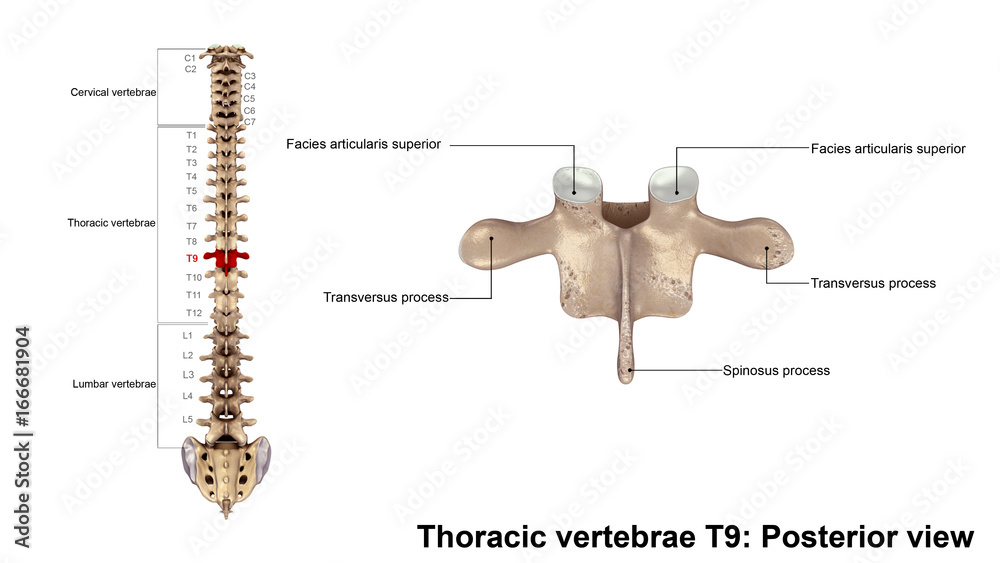 Thoracic vertebrae T9_Posterior view Stock Photo | Adobe Stock