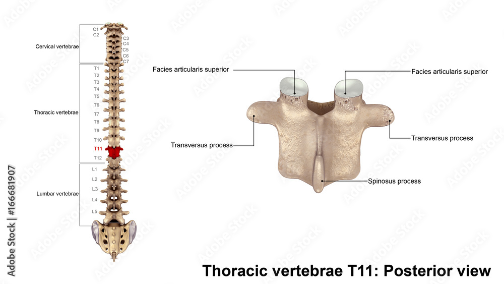 Thoracic vertebrae T11_Posterior view Stock Photo | Adobe Stock