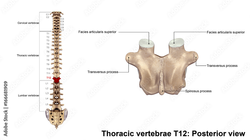 Thoracic vertebrae T12_Posterior view Stock Photo | Adobe Stock
