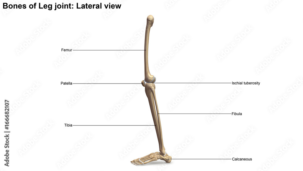 Lower Limbs Lateral view Stock Photo | Adobe Stock
