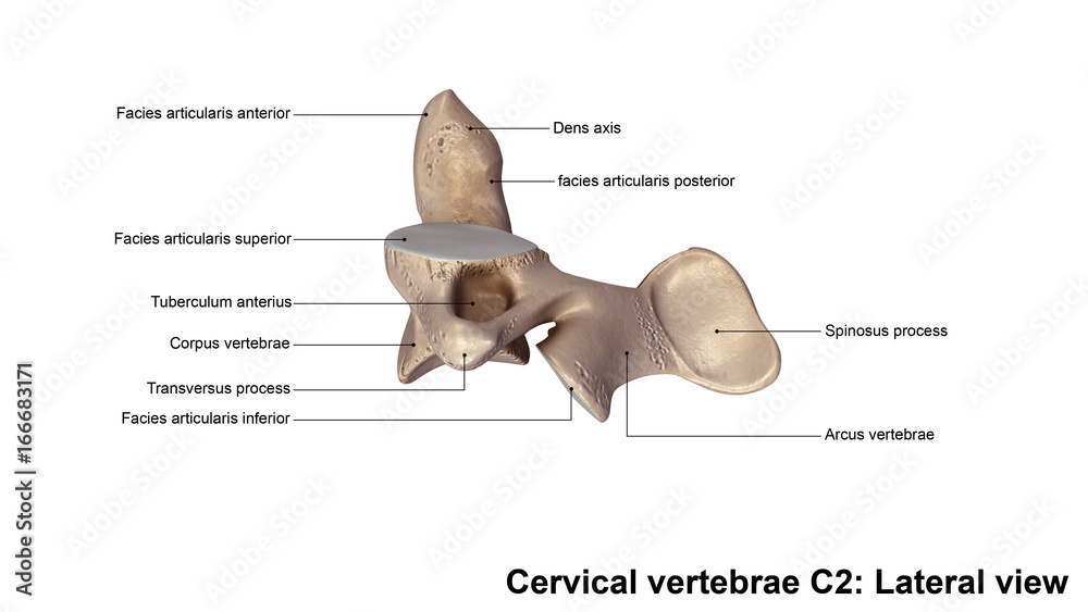 Axis Vertebra Anterior View