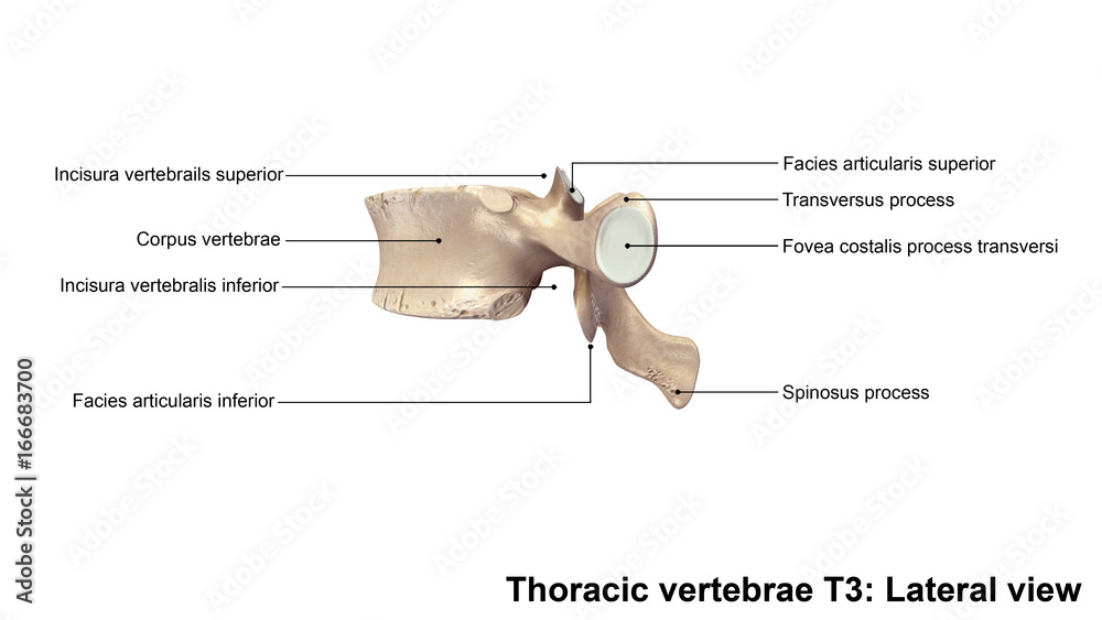 Thoracic Vertebrae Lateral View