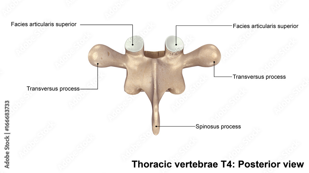 Thoracic vertebrae T4_Posterior view Stock Illustration | Adobe Stock