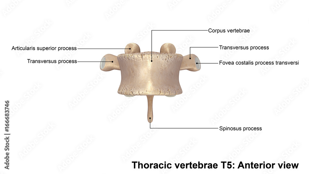 Thoracic vertebrae T5_Anterior vie Stock Illustration | Adobe Stock
