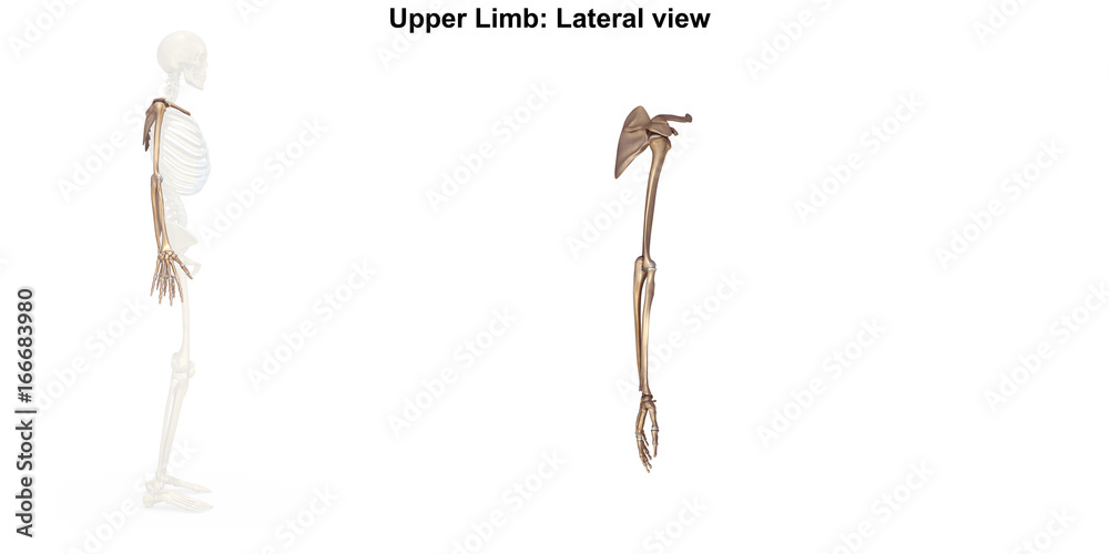 Bones of the upper limb_Lateral view Stock Illustration | Adobe Stock