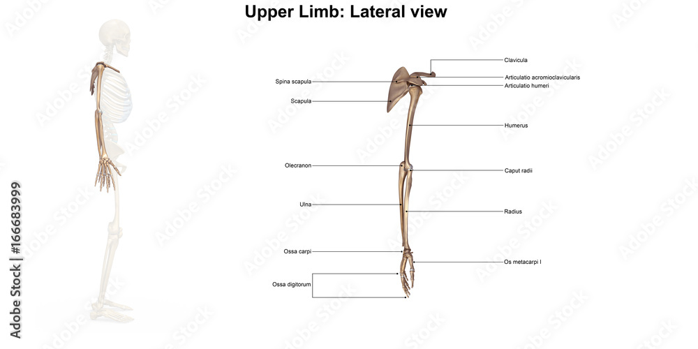 Bones of the upper limb_Lateral view Stock Photo | Adobe Stock