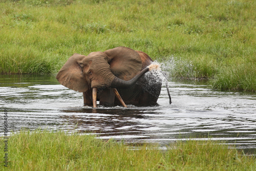 African forest elephant in the nature habitat of agreen meadow and ...