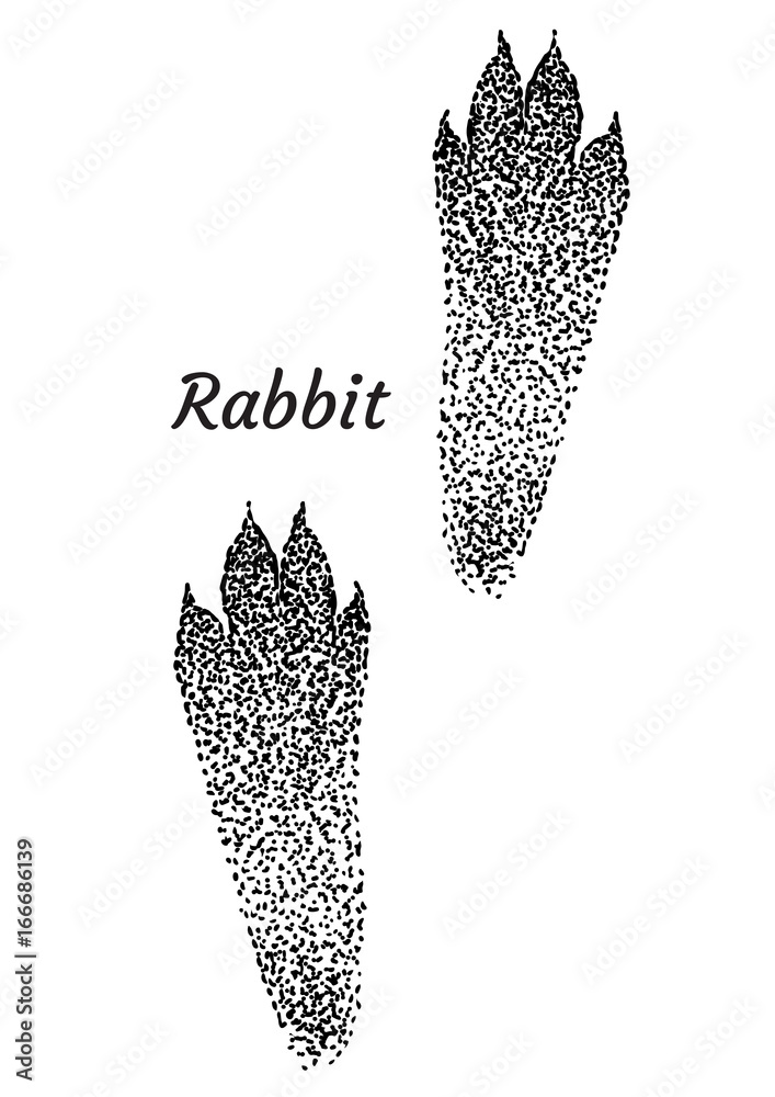 Rabbit footprint illustration, drawing, engraving, ink, line art ...