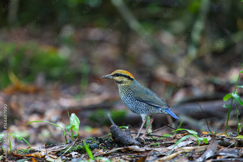 Blue Pitta (female) A common resident bird of Thailand has captured ...