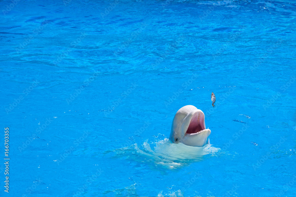 Beluga Whales Eating Fish