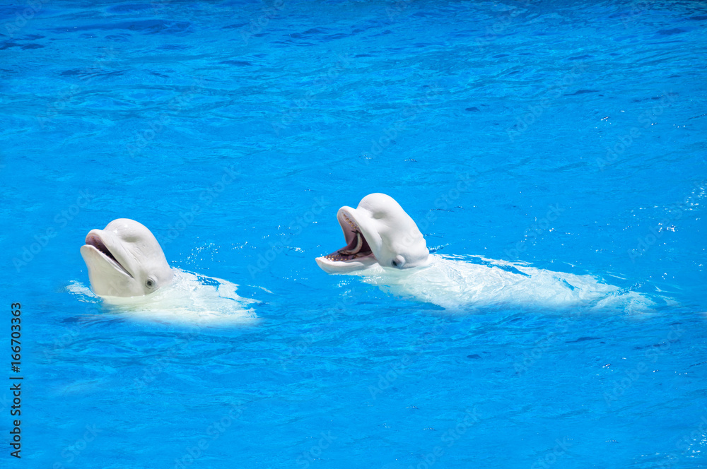 Beluga Whales Eating Fish