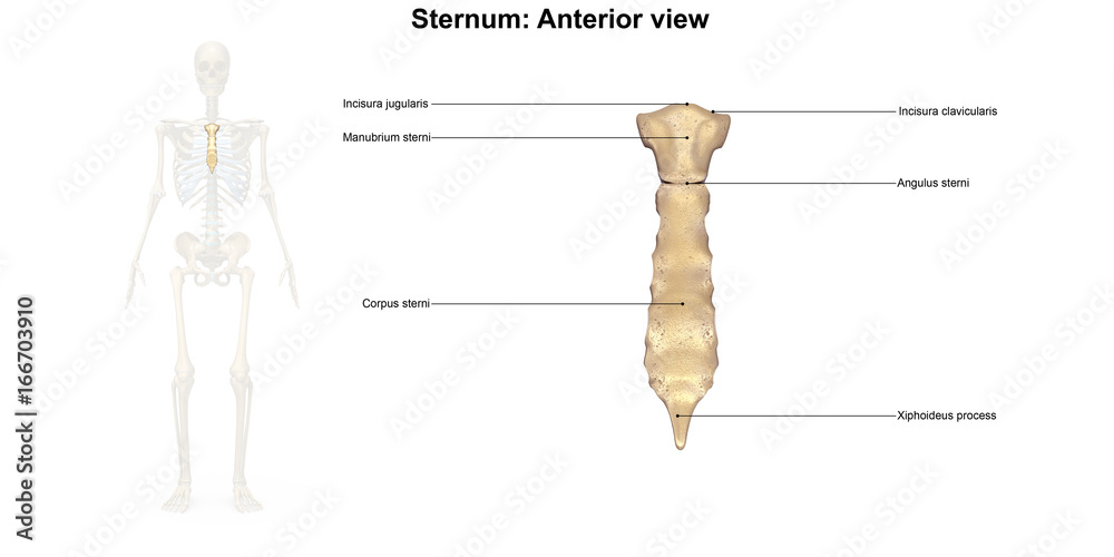 Sternum_Lateral view Stock Illustration | Adobe Stock