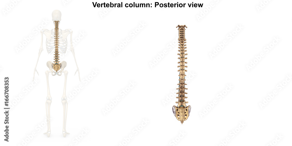 Vertebral Column_Posterior view Stock Illustration | Adobe Stock