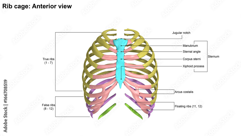 Rib Cage Anterior view Stock Illustration | Adobe Stock