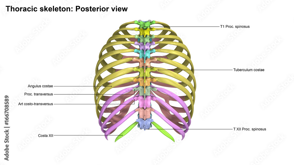 Thoracic Skeleton Posterior view Stock Illustration | Adobe Stock