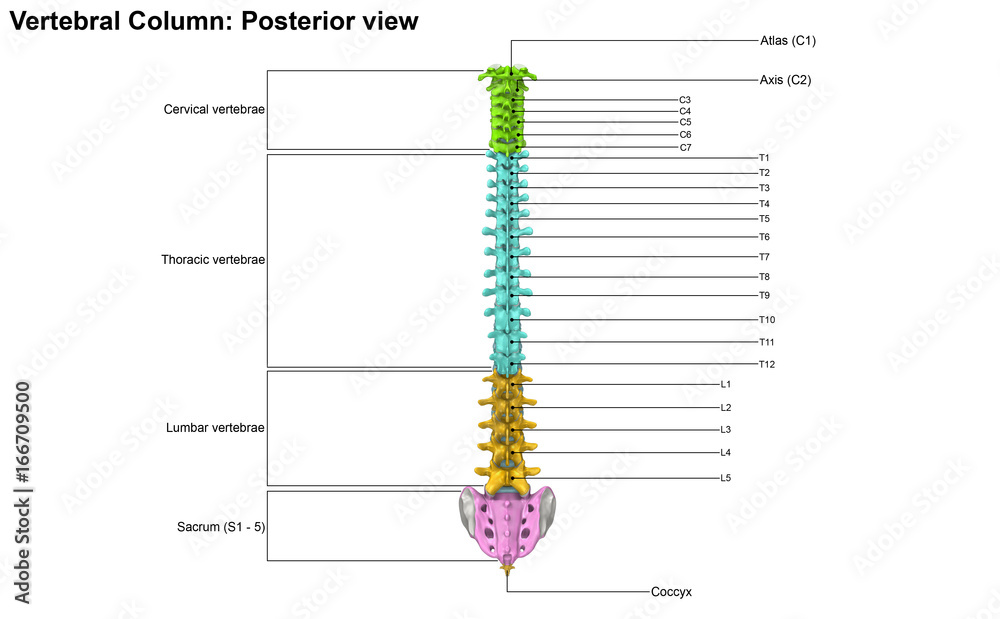 Vertebral Column_Posterior view Stock Photo | Adobe Stock