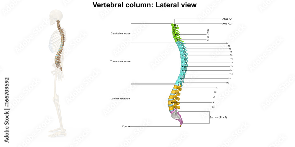 Skeleton_Vertebral Column_Lateral view Stock Illustration | Adobe Stock