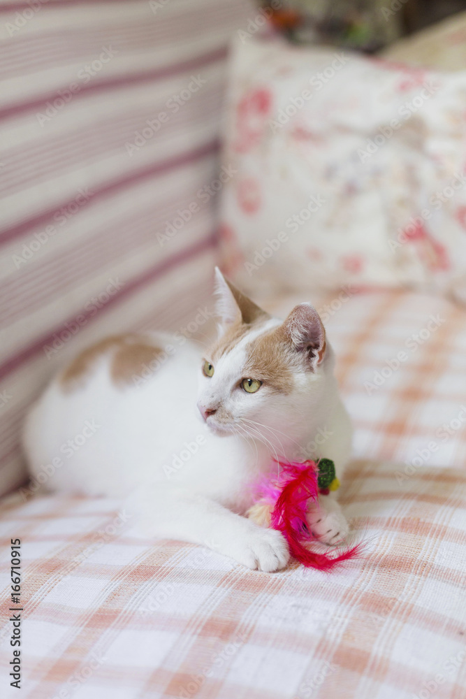 Cat grabbing feathery toy on sofa Stock Photo | Adobe Stock