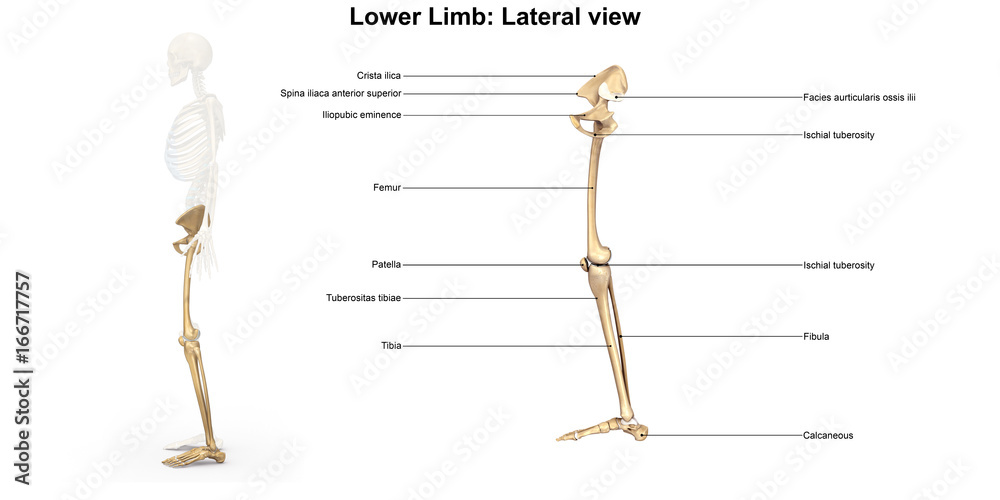 Skeleton_Lower limb_Lateral view Stock Illustration | Adobe Stock