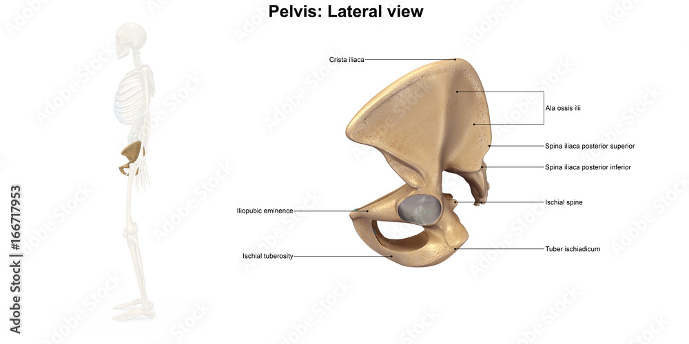 Skeleton_Pelvis_Lateral view Stock Photo | Adobe Stock