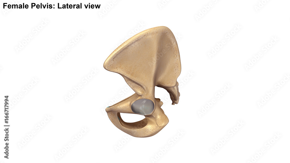 Skeleton Pelvis Lateral view Stock Photo | Adobe Stock