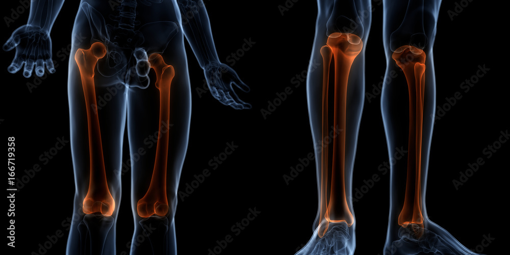 Human Body Bones Anatomy (Femur with Fibula and Tibia) Stock ...