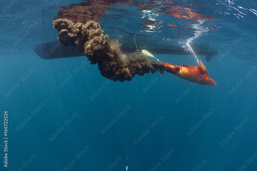 Big diamond squid fighting for its life when caught on hook from the ...