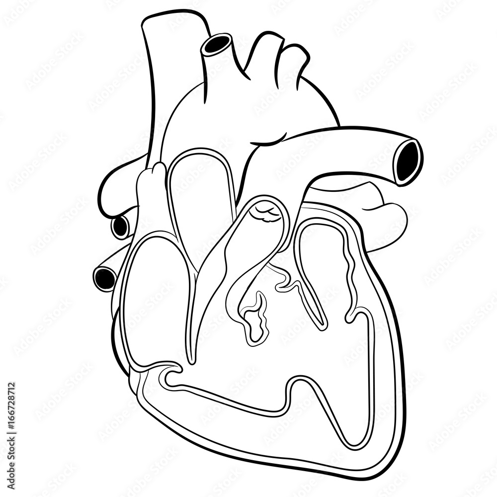 Heart Anatomy-Vector Illustration Stock Vector | Adobe Stock