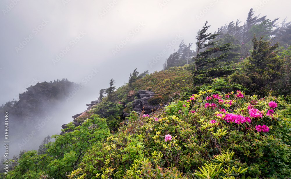 Rhododendron on Grandfather Mountain - off the Blue Ridge Parkway Stock ...