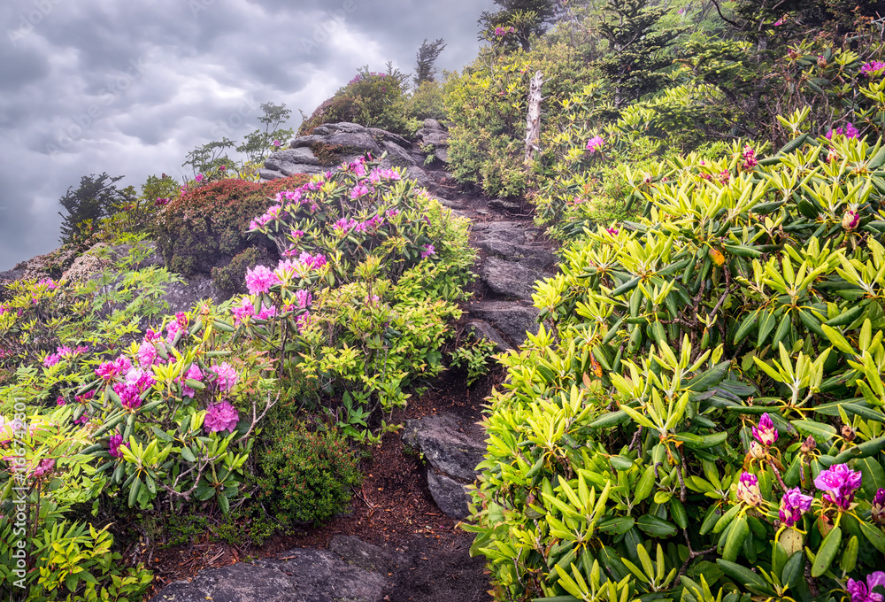 Rhododendron on Grandfather Mountain - off the Blue Ridge Parkway Stock ...