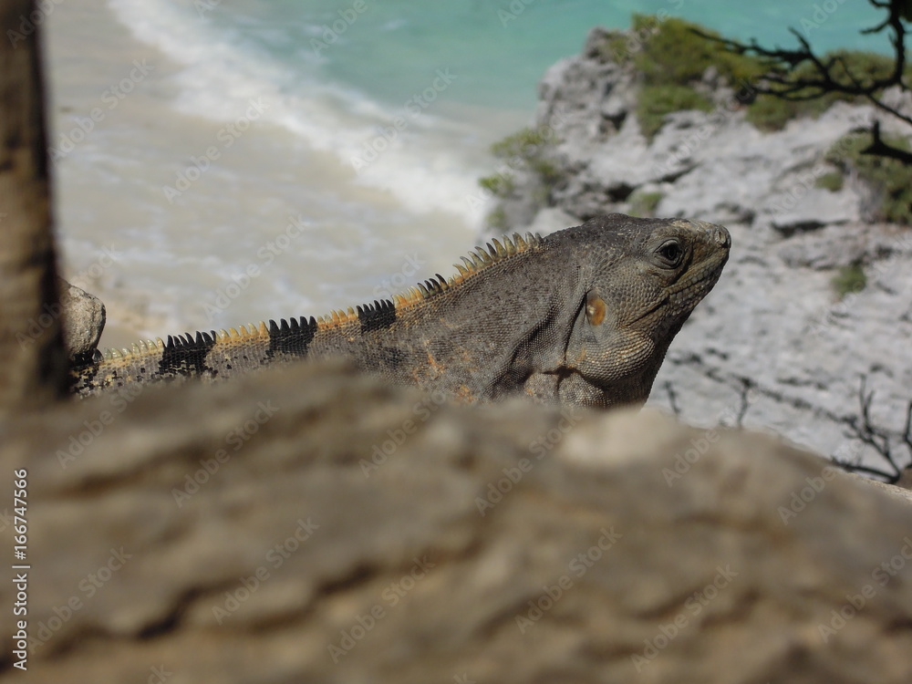 Iguana in Tulum mayan temple, Mexico Stock Photo | Adobe Stock