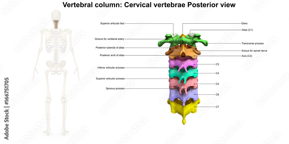 Cervical Spine_Posterior view Stock Photo | Adobe Stock
