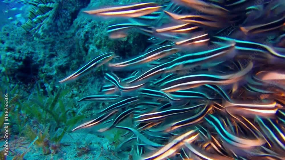 Striped Catfish. Picture of striped striped catfish (Plotosus lineatus ...