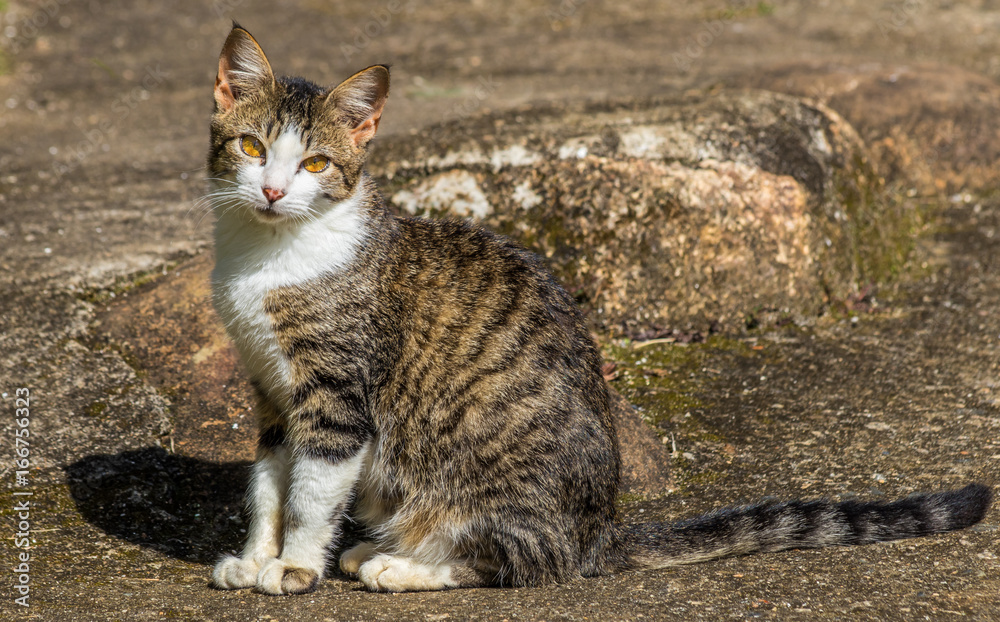 Gato sentado. Stock Photo | Adobe Stock