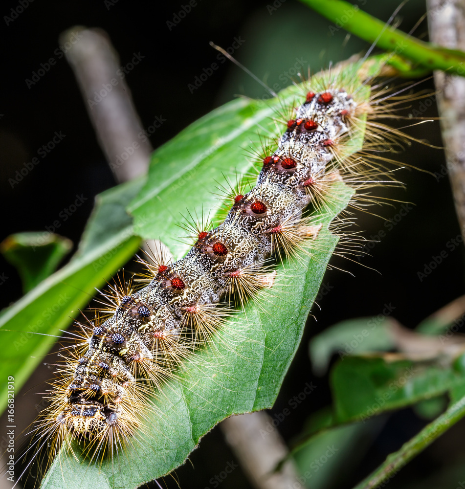 Gypsy Moth Caterpillar Stock Photo | Adobe Stock