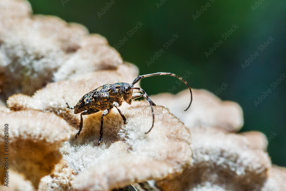 Deltapatents beetle Longhorn beetle (lat. Mesosa myops) on the mushroom ...
