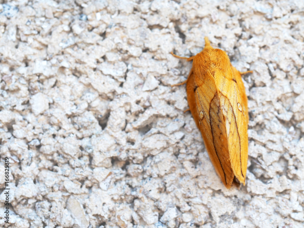 Spotted orange tussock moth (Lophocampa maculata) against the ...