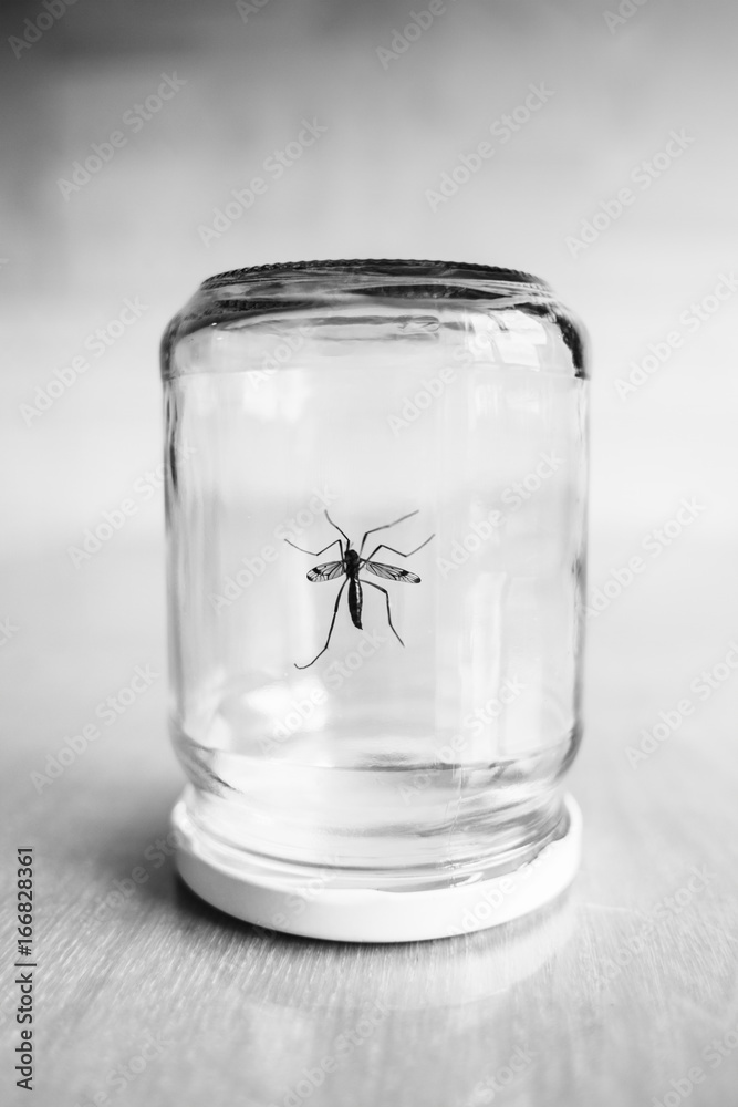 Insect in a jar. Insect is cloused in a jar on the table Insect is ...
