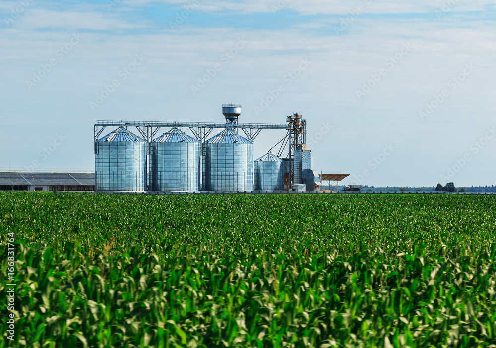 Grain in corn Field. Set of storage tanks cultivated agricultural crops ...