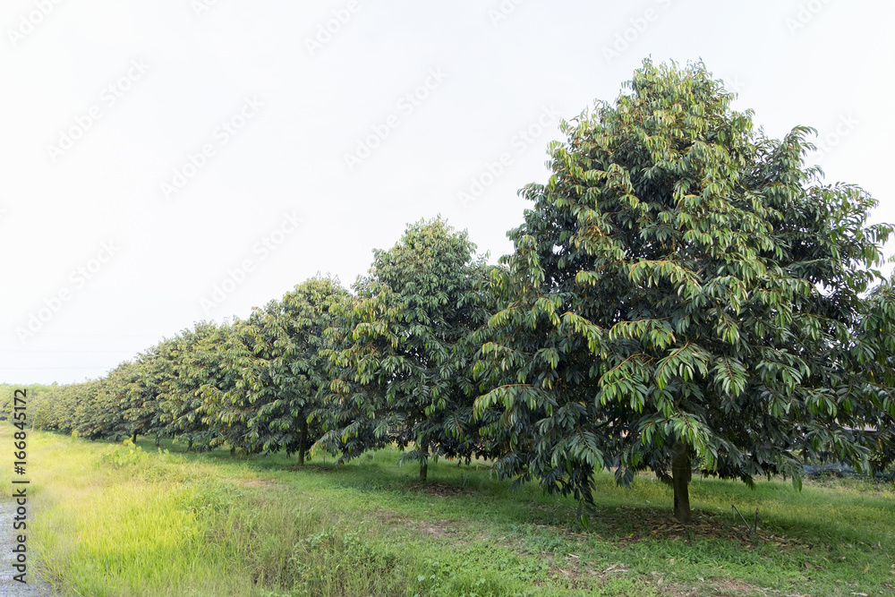 Durian tree farm in Thailand. Stock Photo | Adobe Stock