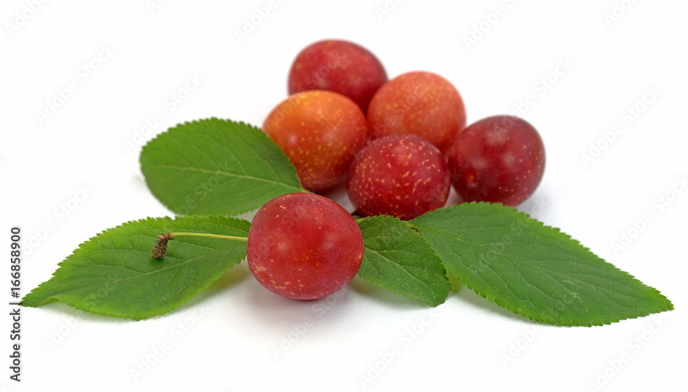Wildpflaumen, Wilde Mirabelle, Prunus cerasifera Stock-Foto | Adobe Stock