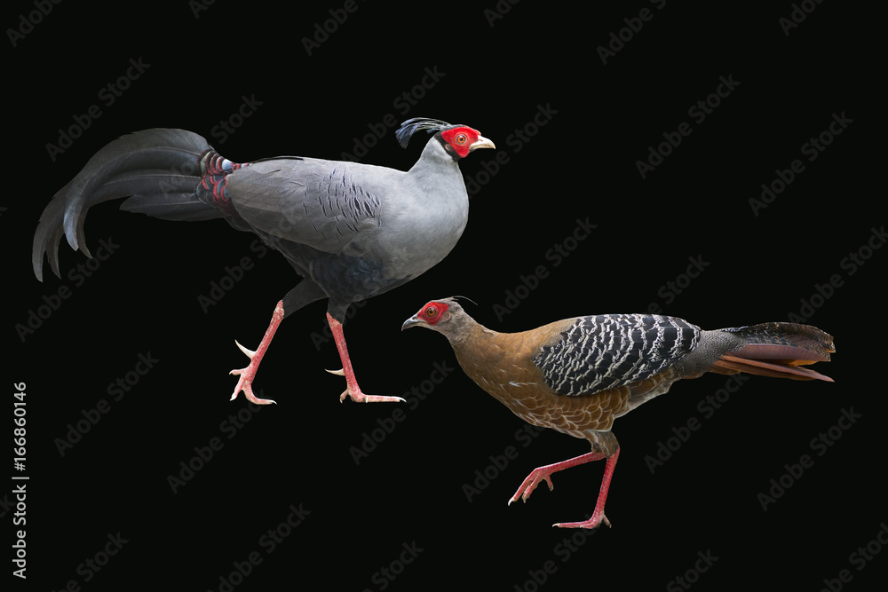 Siamese fireback, Diard's fireback male and female isolated on black background (National bird ...
