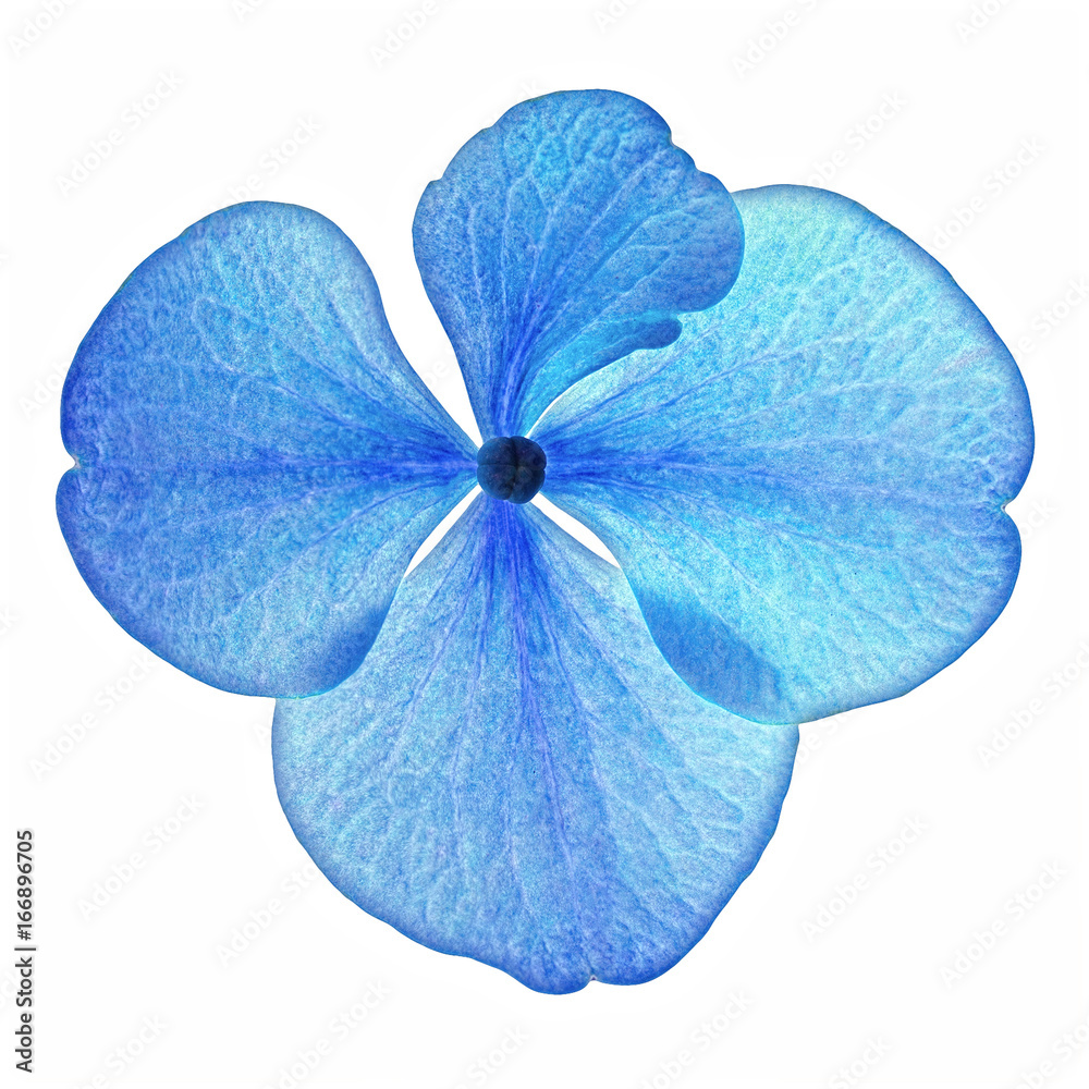 Single Blue Flower White Background | Best Flower Site
