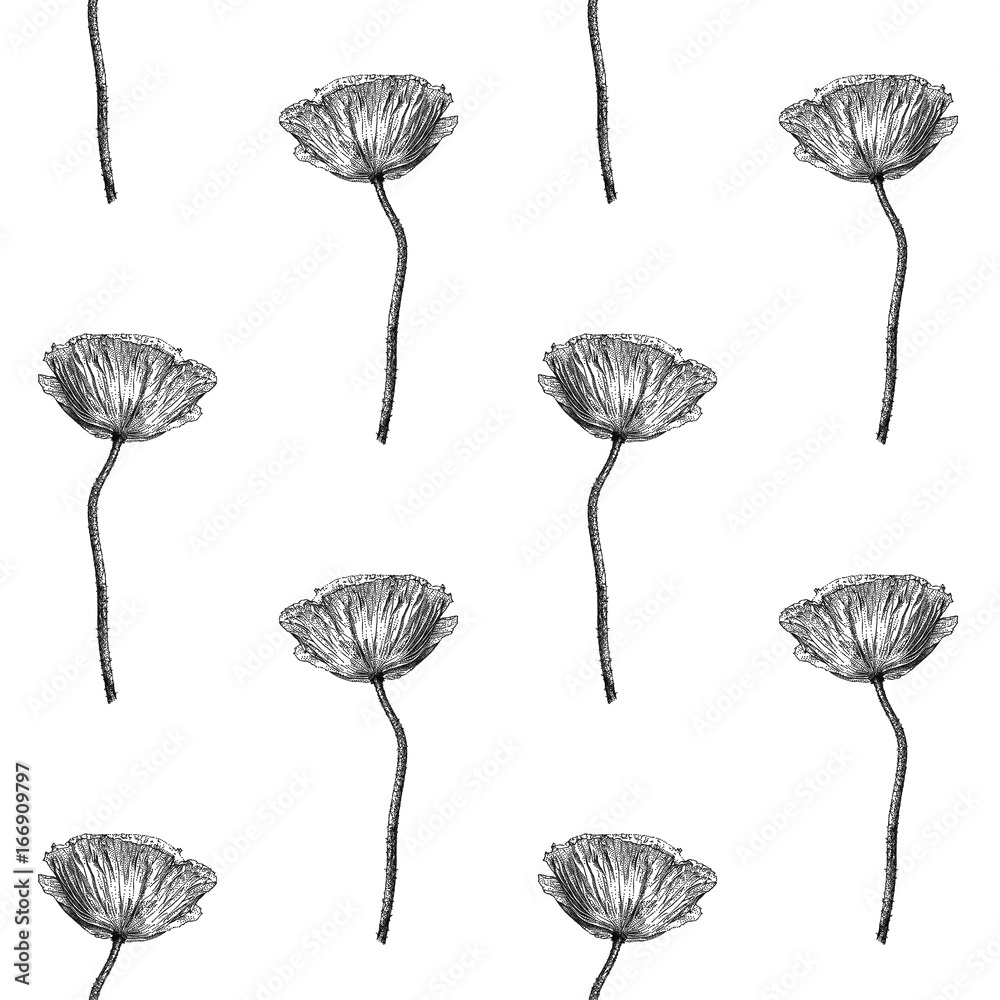 Vector seamless pattern with poppy flower isolated on white background ...