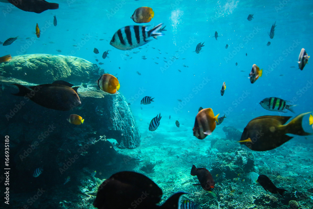 Fish swimming underwater Stock Photo | Adobe Stock