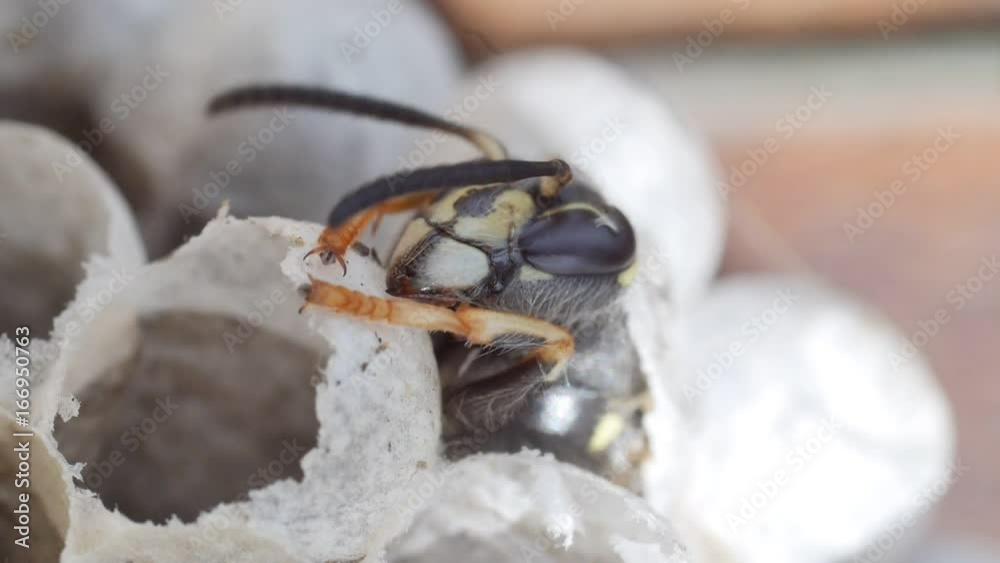 head and thorax of a wasp emerging from a wasps nest crawling over ...