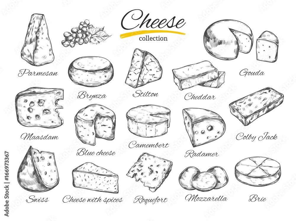 Cheese collection. Vector hand drawn illustration of cheese types ...