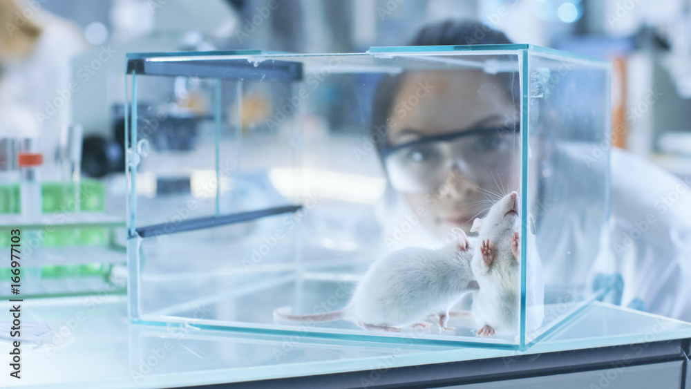 Lab Mice Research