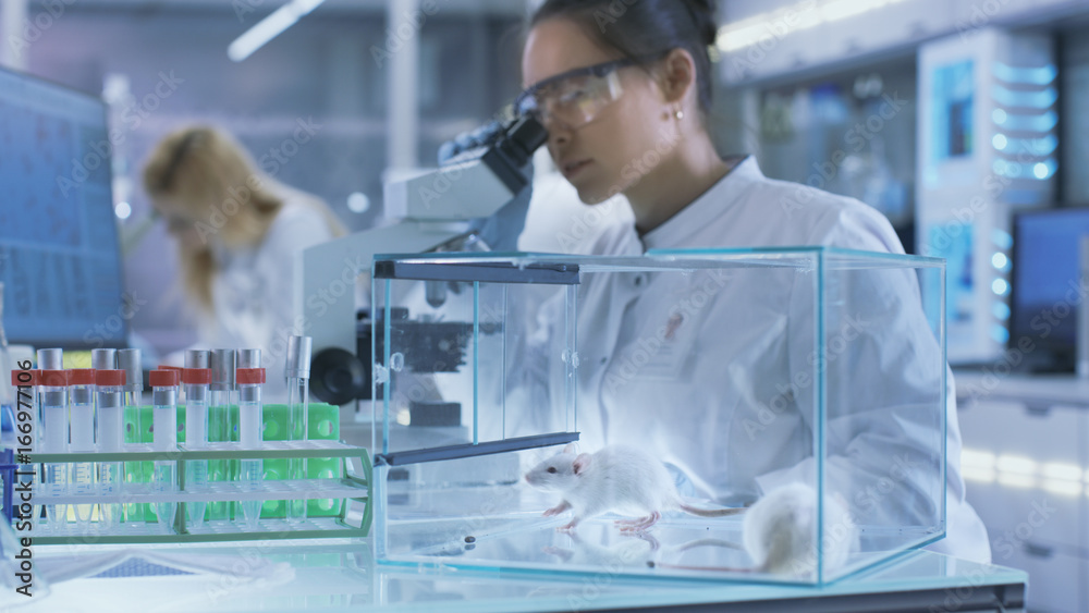 Medical Research Scientist Examines Laboratory Mice and Looks on Tissue ...